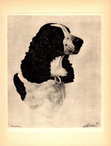 1930s Antique Springer Spaniel Print Bert Cobb Springer Wall Art Decor ...