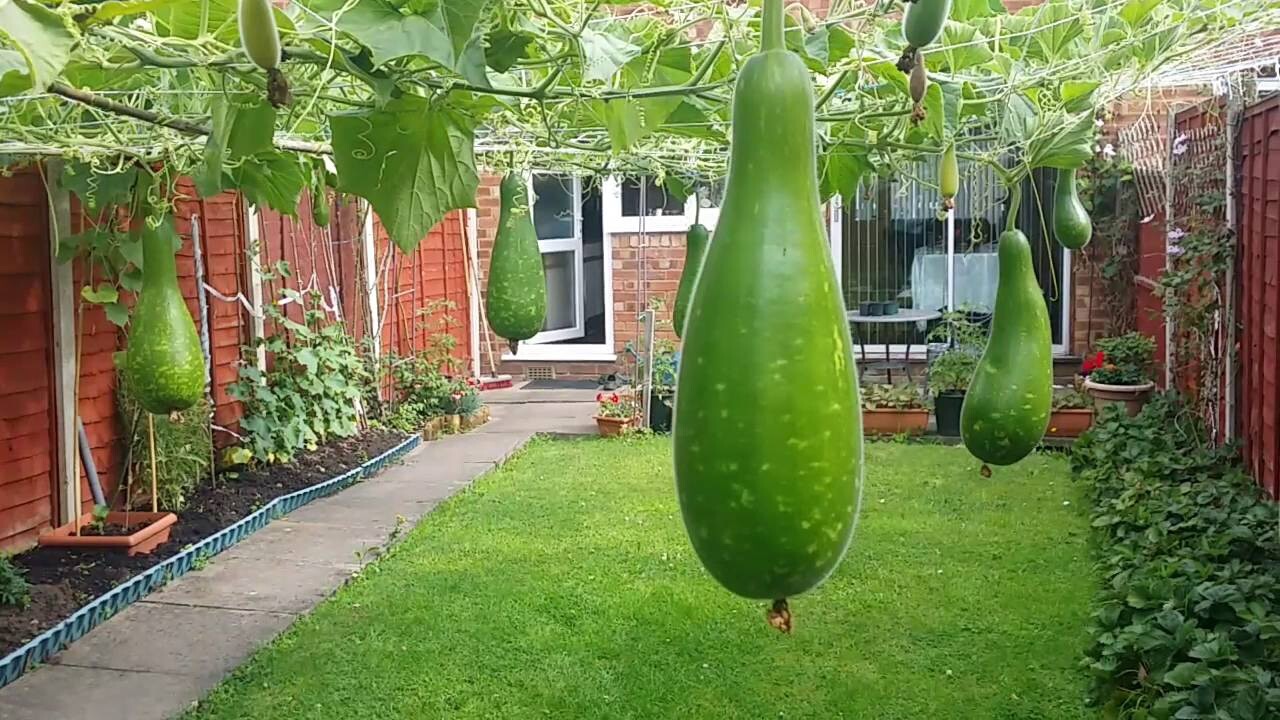 🌼 Genuine Bangladeshi Vegetable Lau Kodu, Bangla Lau, Doodi - #1 ...