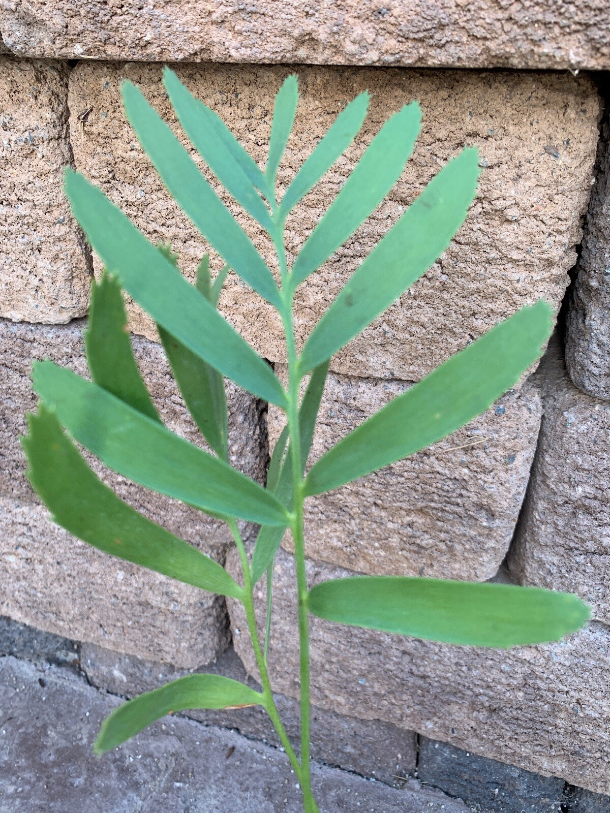 Encephalartos Eugene-Maraisii WATERBERG CYCAD Ice Blue Cycads Nursery ...