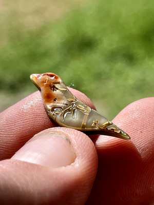 Vintage Old Pawn HQ 1" Native American Heishi Abalone Shell Bird Design ...