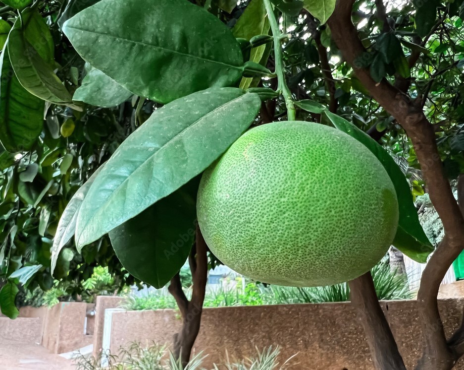 20 Pomelo tree seeds, Giant Grapefruit CEYLON Big Sweet Pummelo, Citrus ...