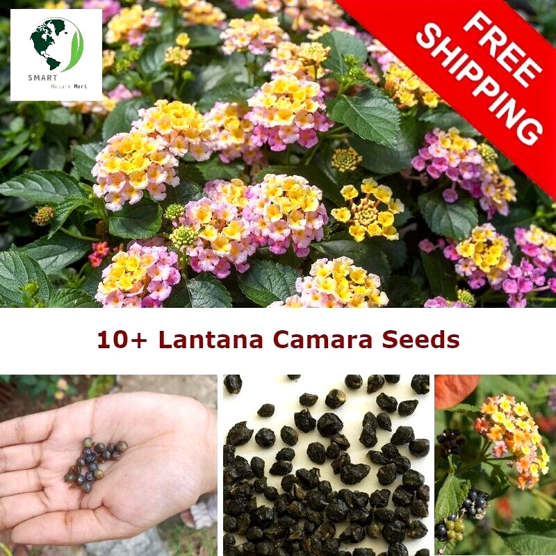 Lantana Seeds