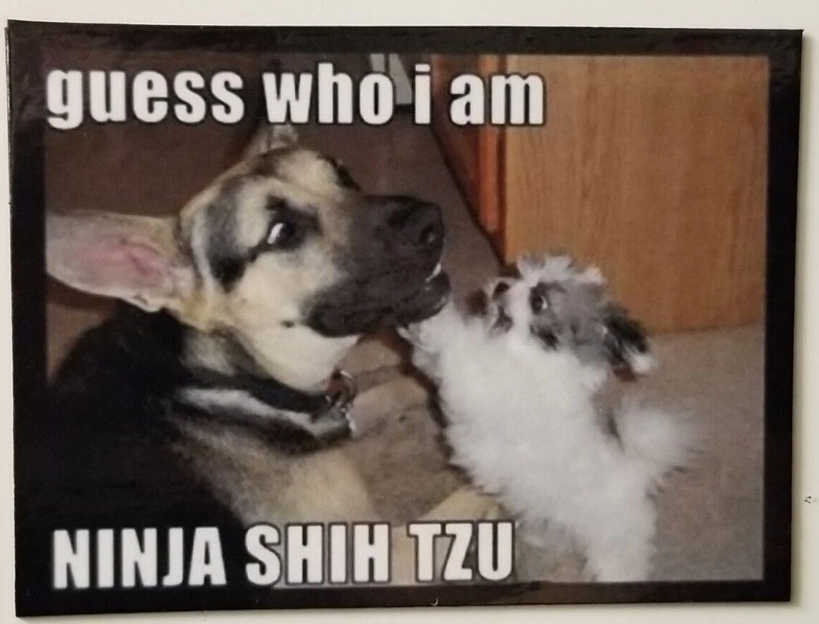 Funny Ninja Dogs