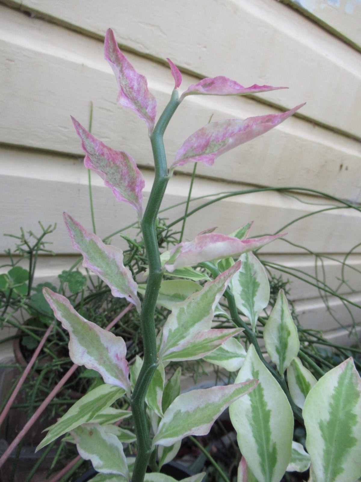 Variegated ZIG ZAG ~ Devil's Backbone ~ Pedilanthus Tithymaloides ~ 1 ...