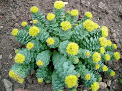 8 graines de RACINE D'OR ANTI FATIGUE (Rhodiola Rosea)H315 GOLDEN ROOT ...