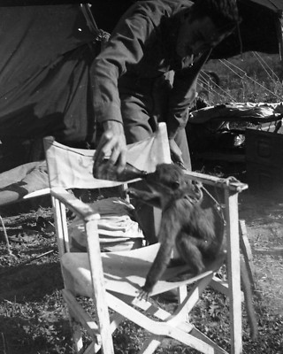 ORIGINAL VINTAGE NEGATIVE: Military Man Male Monkey Bottle Beer WW2 ...