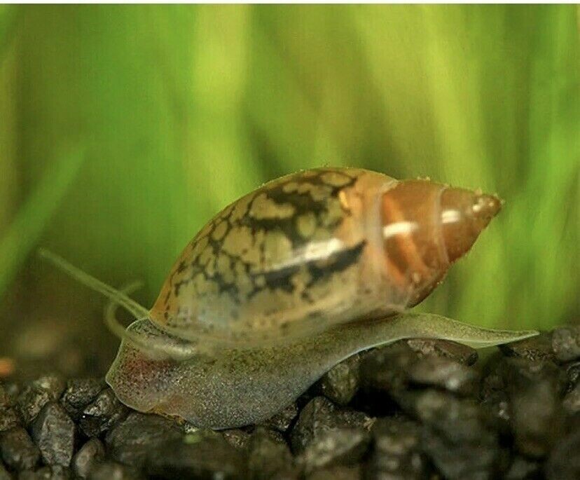 Ramshron/ Snail Trump Snail/ Pond Snail Designer Live Snails Freshwater ...