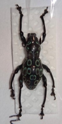 Curculionidae Pachyrrhynchus congestus ocellatus M Philippines #22 ...