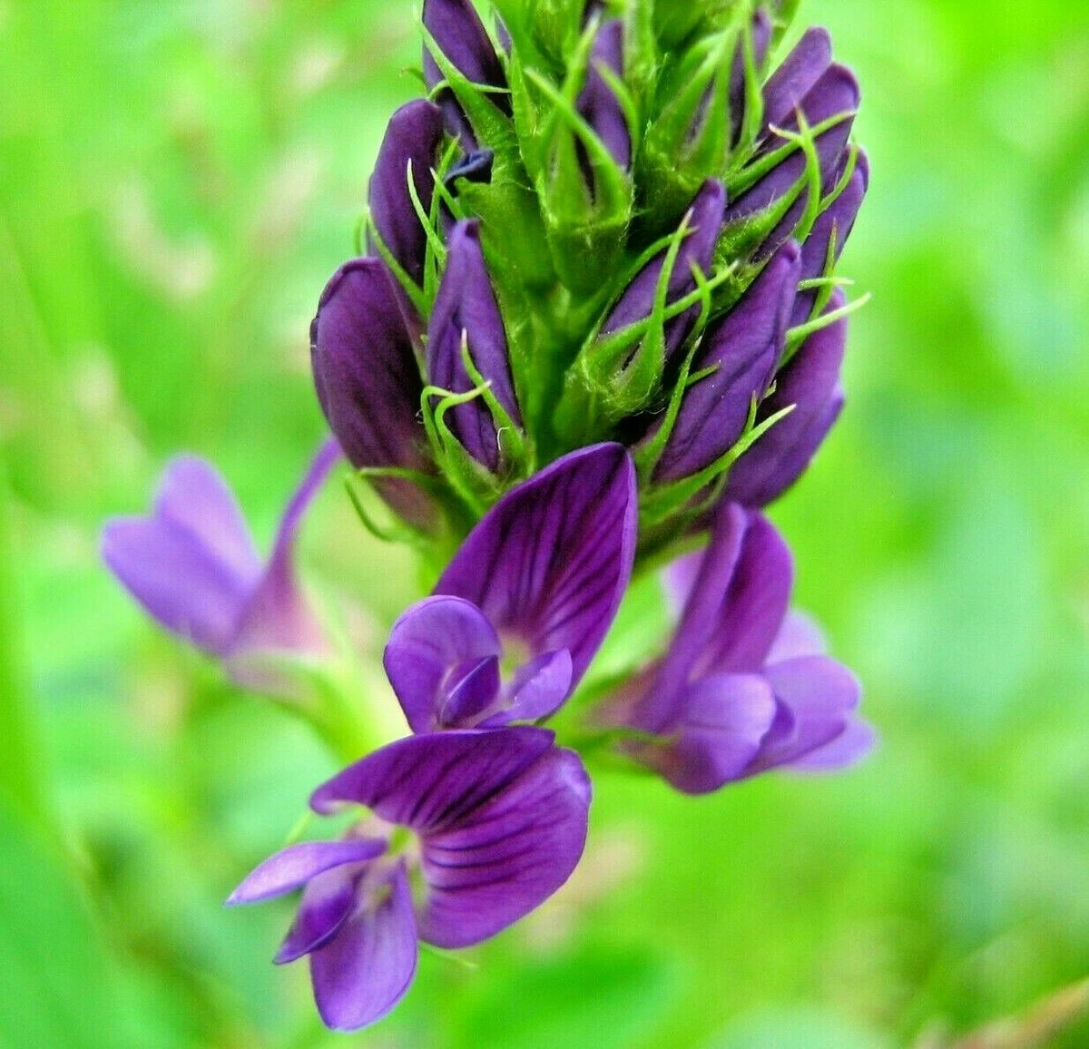 Alfalfa Flower