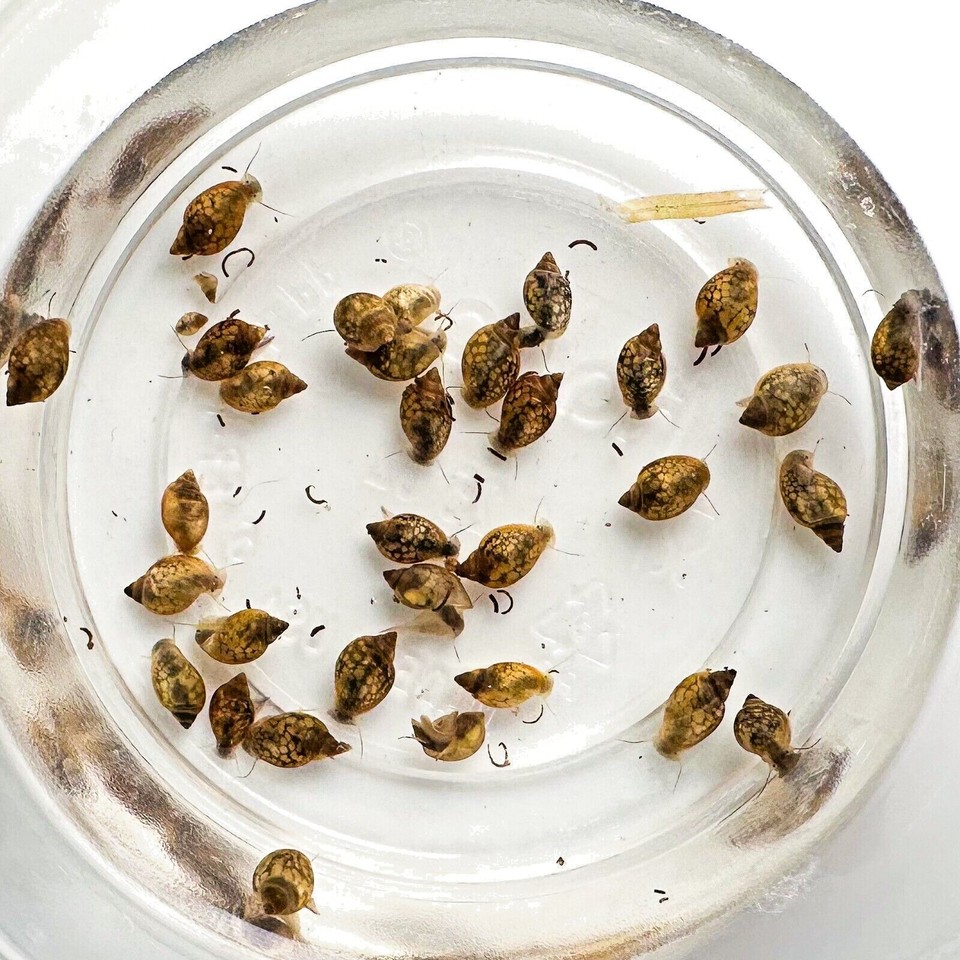 25-50 Bladder Tadpole Pond Snails Live Algae Cleaner Feeder Puffer Food ...