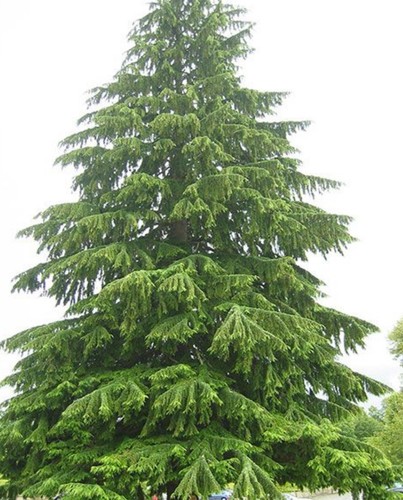 APPALACHIAN MOUNTAIN EASTERN HEMLOCK TREE / 4-5 Yr Old Trees ! ! | eBay