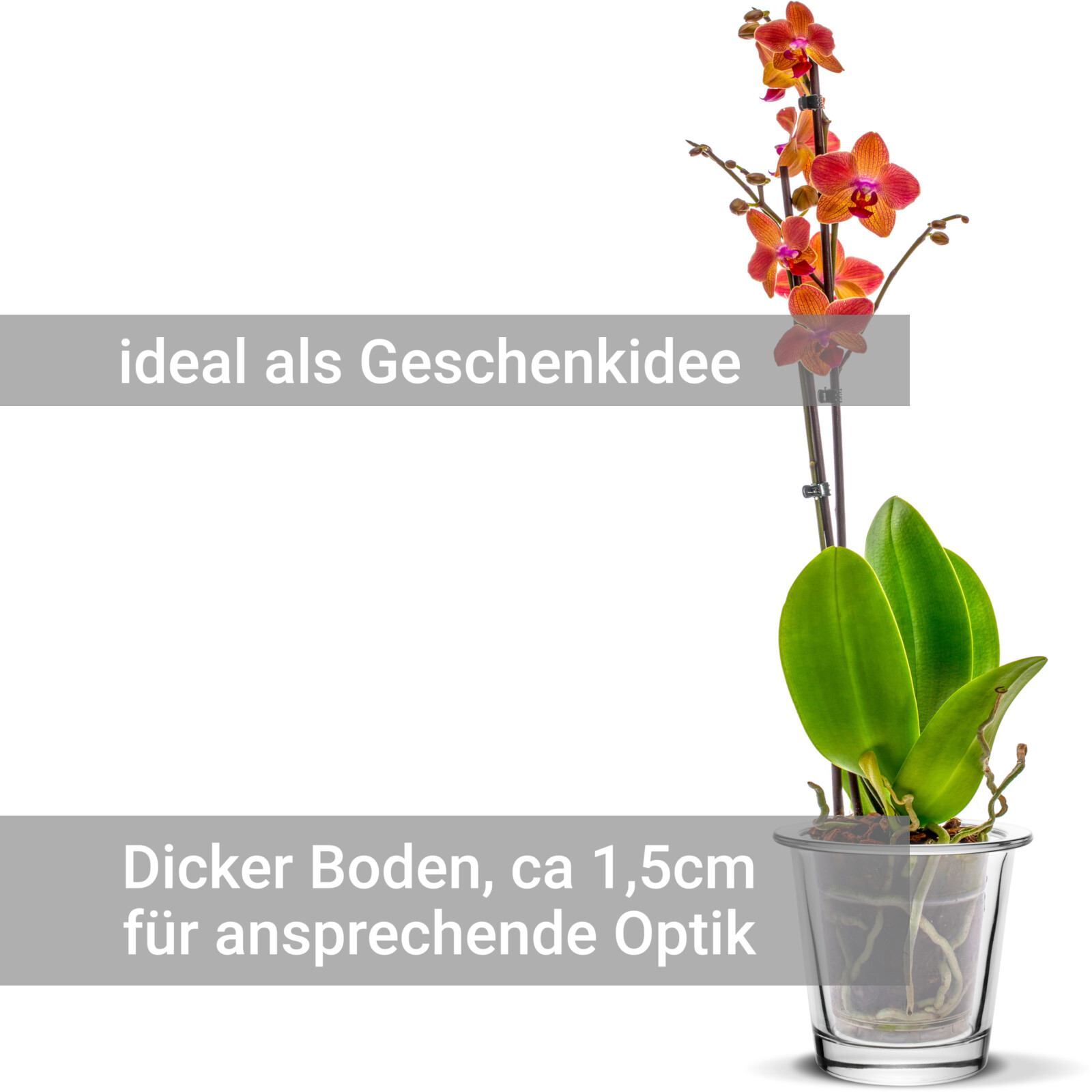 6 Stück Orchideentopf Blumentopf Orchideenvase Orchideen Glas Übertopf Vase | eBay