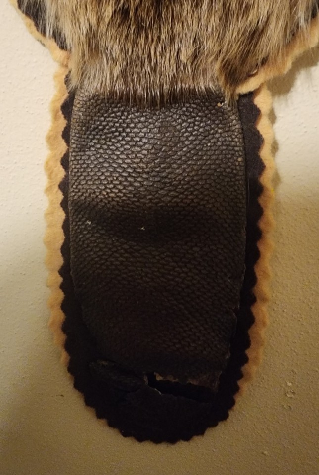 Beaver Pelt Wall Hanging Or Rug | eBay