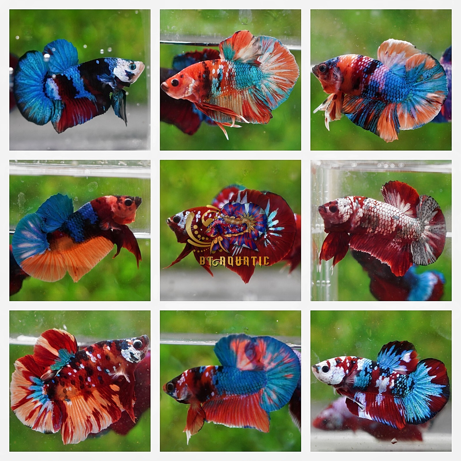 1 Pair - HMPK Koi Multiple Galaxy color Live Betta Fish - USA SELLER | eBay
