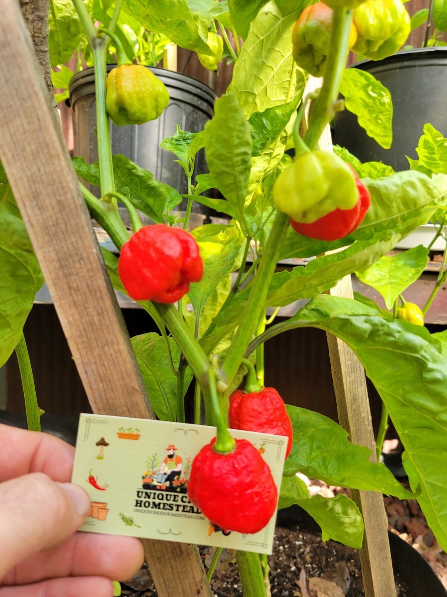 Naga Viper Pepper Scoville Scale