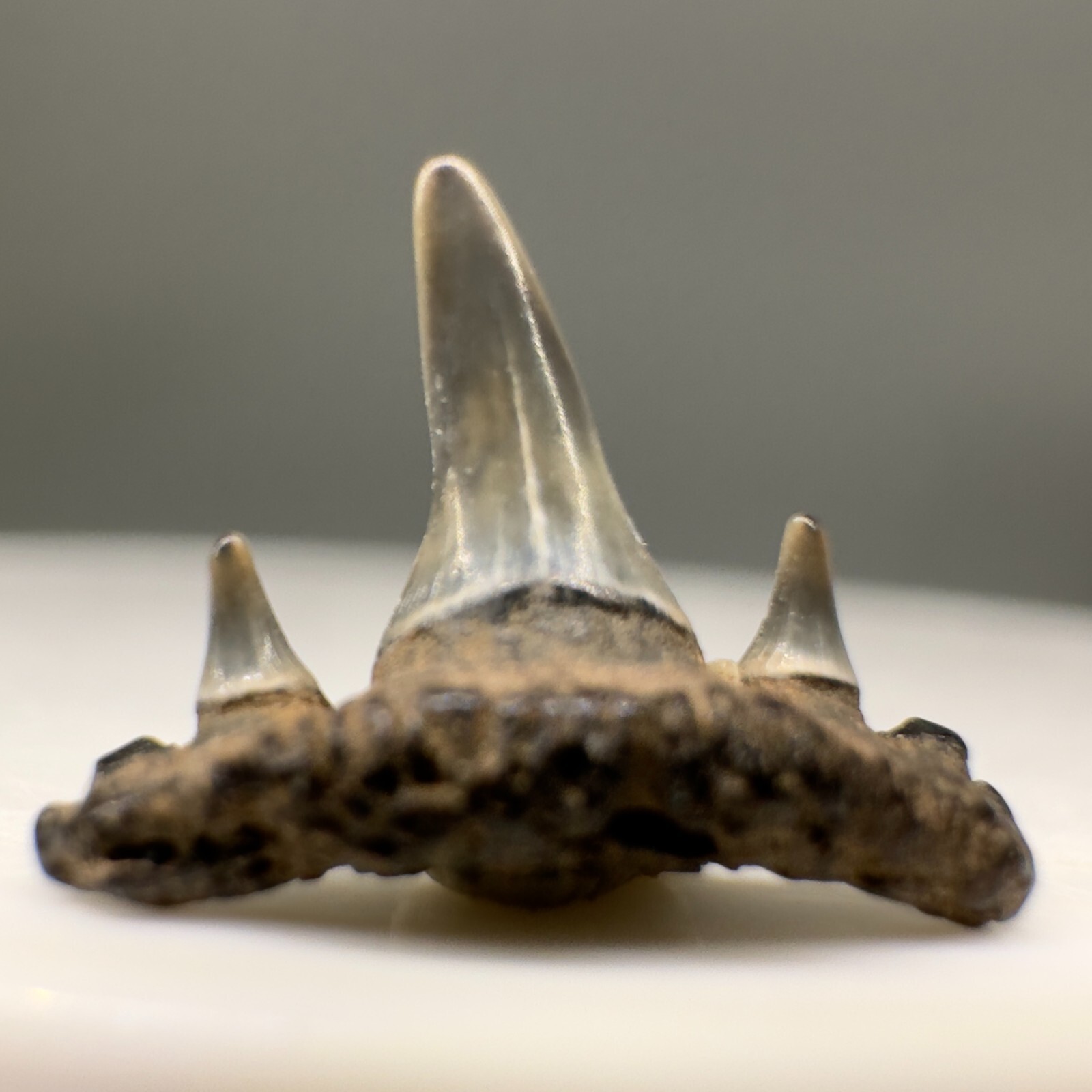 Rare 0.47" Fossil Paraorthacodus clarkii Shark Tooth - Charles County ...