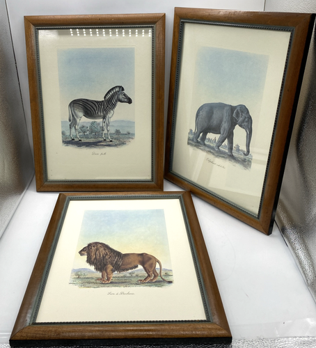 Set of 3 Vintage Framed "Animals of Africa" Prints by Frederic Cuvier ...