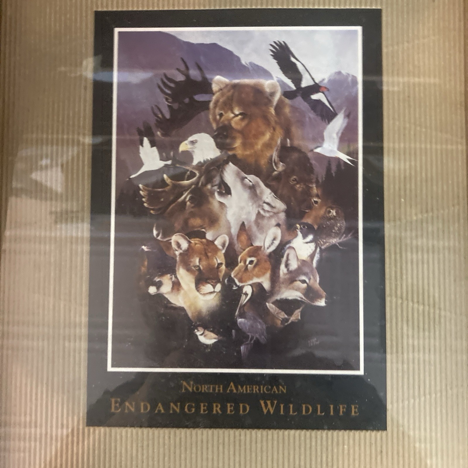 North American Endangered Wildlife Art Print Eddie Le Page 24x36 Poster ...