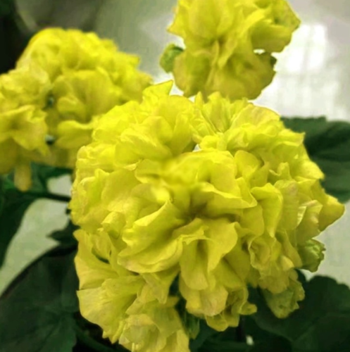 1 Pack 50 Green Yellow Geranium Seeds Pelargonium Garden Flowers | eBay ...