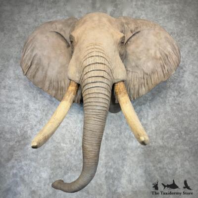 #29729 WC | African Elephant Replica Taxidermy Shoulder Mount For Sale ...