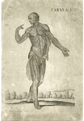 Rare Antique Print-MALE ANATOMY-T.I-MUSCLES-VEINES-da Cortona ...