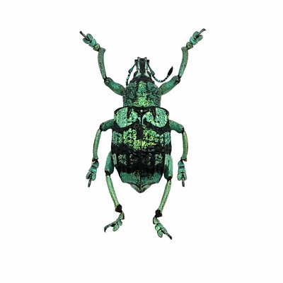 Teal Weevil Beetle (Eupholus chevrolati) Insect Collector Specimen ...