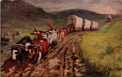 Vintage Postcard Cowboy "Bull Train" Wagons by Artist John Innes ...