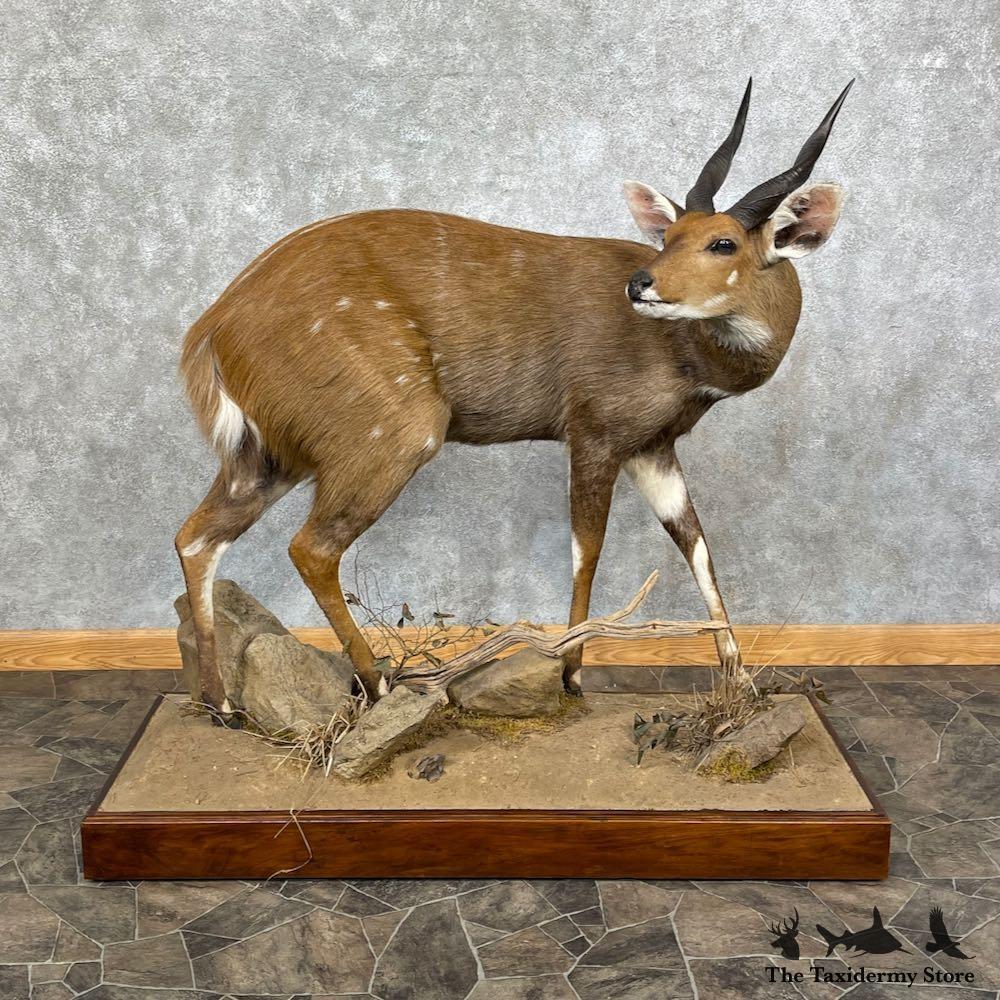 #25299 P | Cape Bushbuck Life-Size Taxidermy Mount | eBay