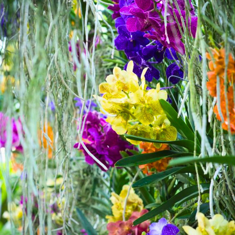 Orchid Vanda Pots Black Plastic Hanging Cups Mesh Net Baskets Home ...