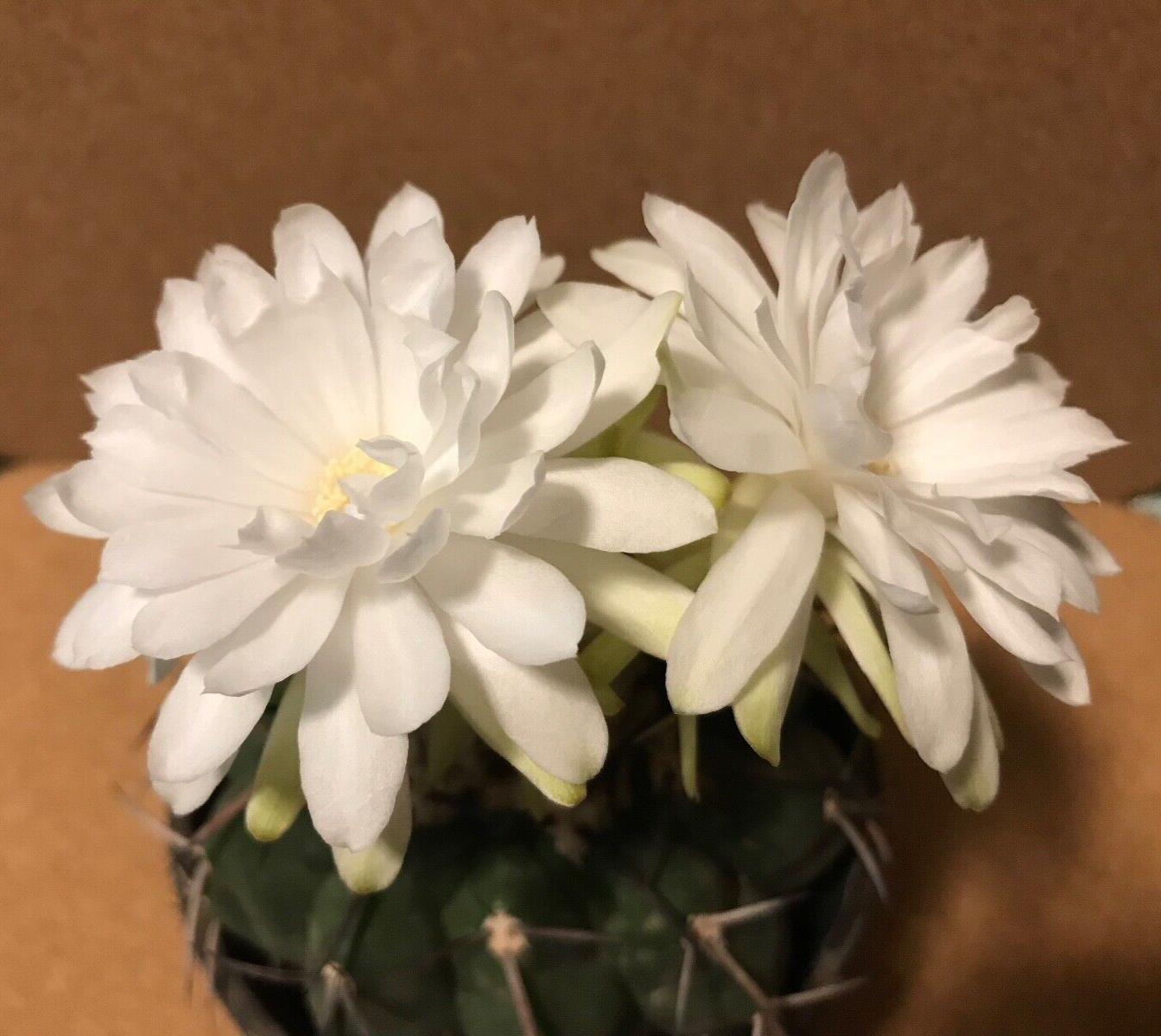 Discocactus chrystallophius - 8 Seeds - | eBay