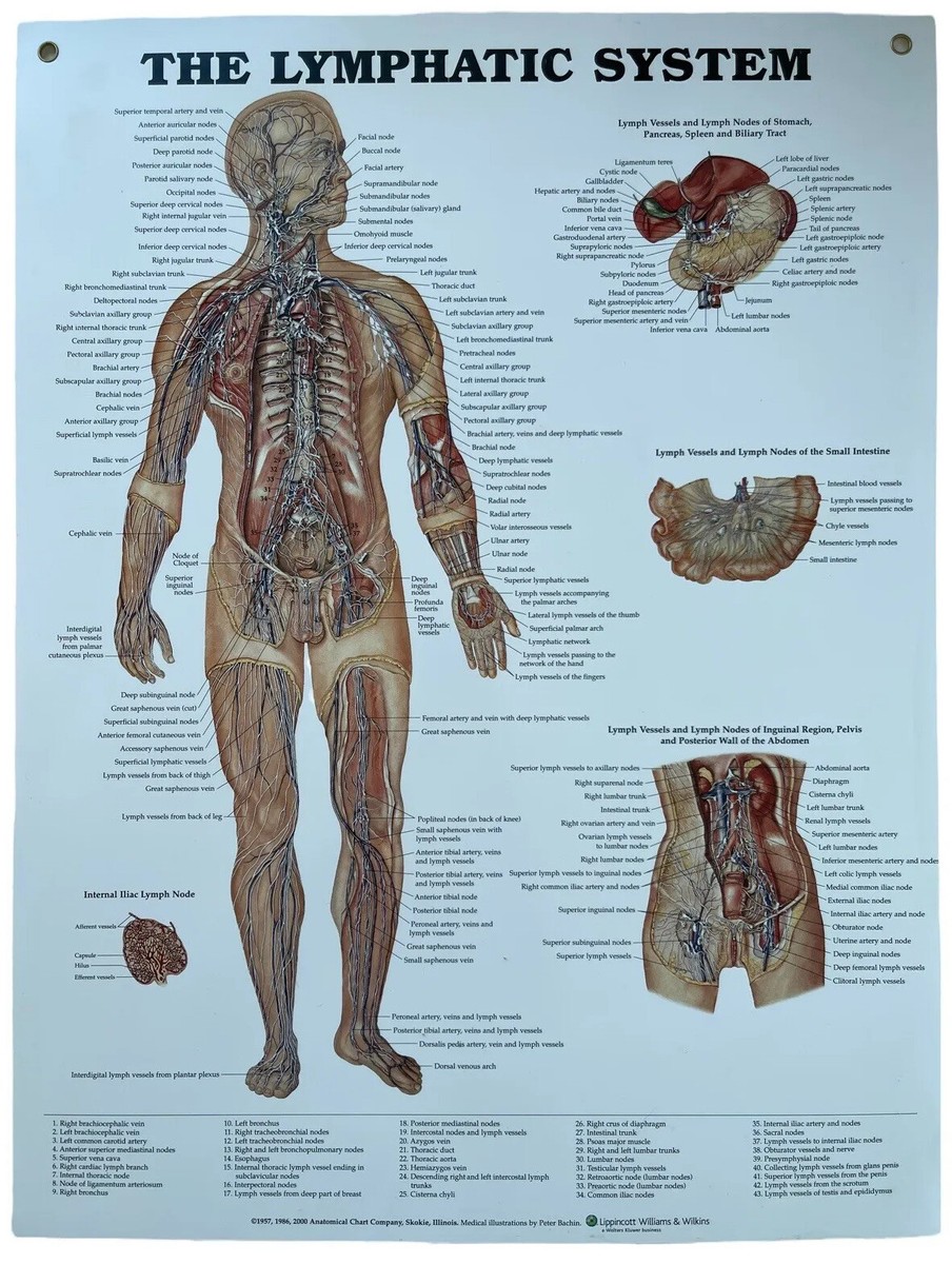 Lymphatic System Anatomy Poster Lymph Anatomical Chart