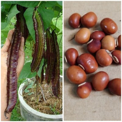 50 Purple Winged Bean Seeds - Organic Four Angled Bean Asparagus Pea ...