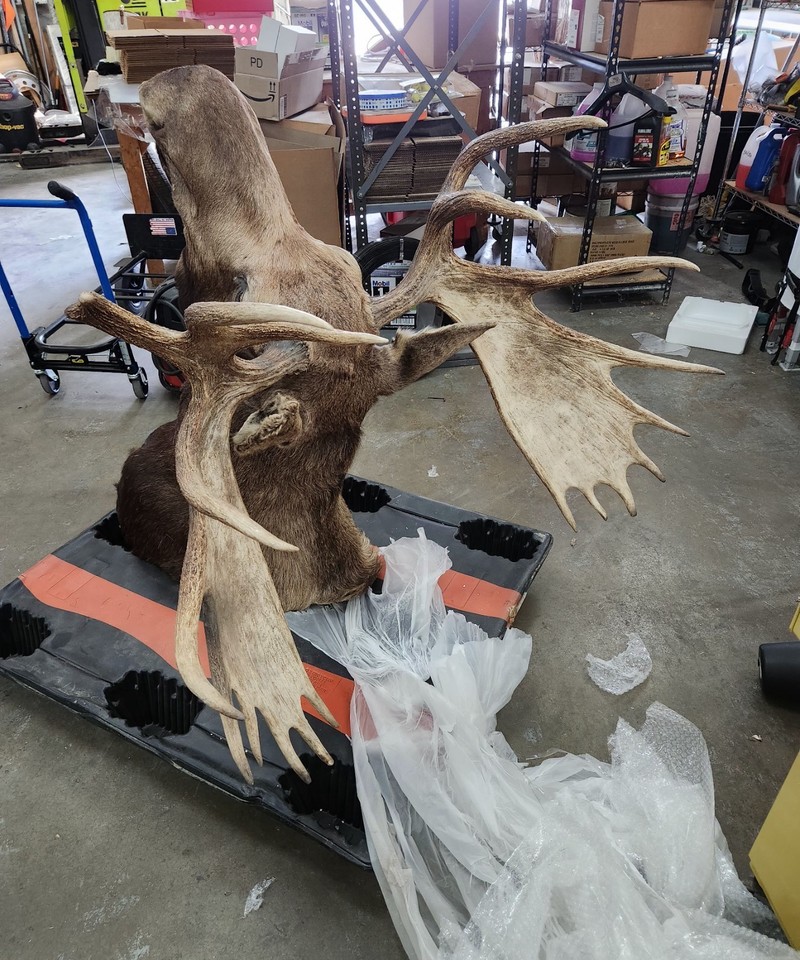 RARE Abercrombie & Fitch Moose Head Shoulder Mount 1999 Jonas Bros ...