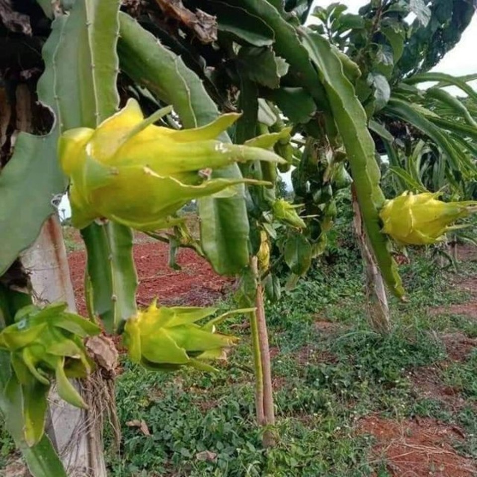 Dragon Fruit Yellow Pitaya Israeli Golden Isis Gold Live Cutting Type ...