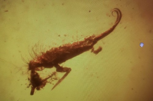 35mm Big Natural Amber Polished Stone with Fossil Insect Silver Fish | eBay