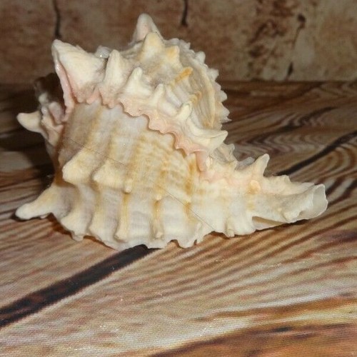 Spiky Horned Spike Conch Sea Shell Aquarium Beach Home Nautical Decor 3 ...