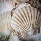 Shells Seashells, Beach Shells, Individual Sea Shells - Choice of Over ...