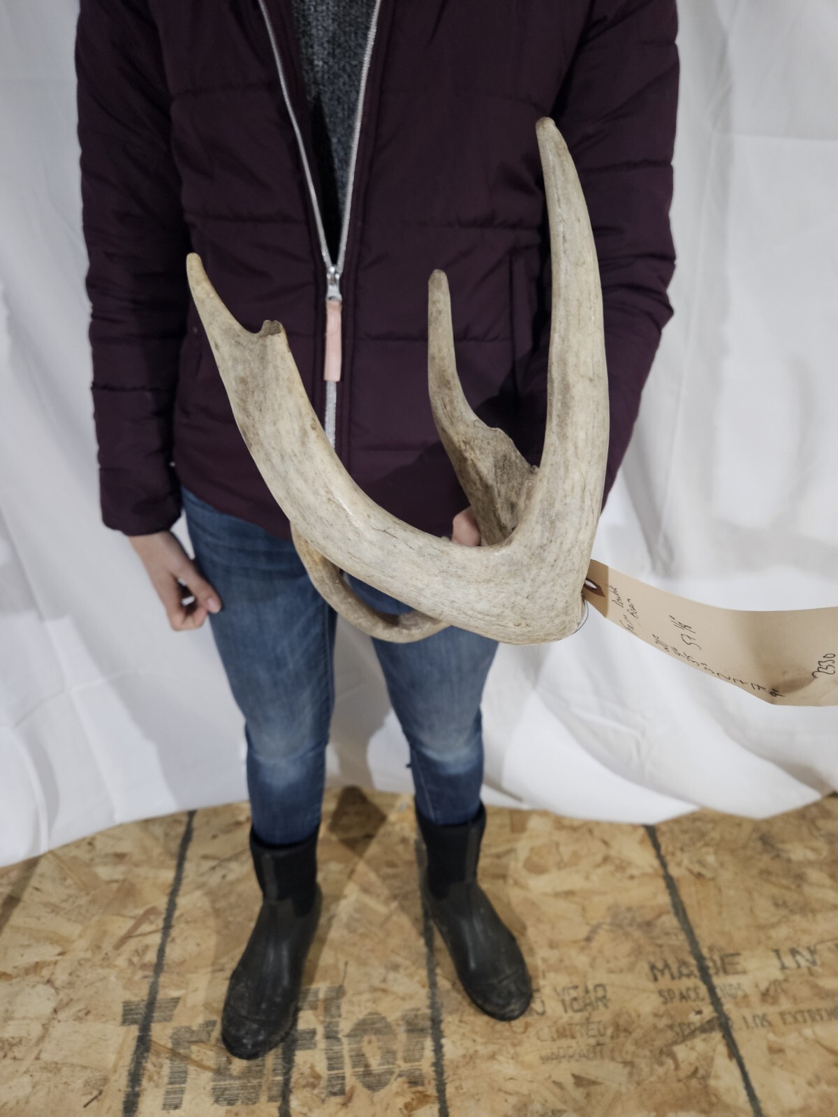 Farm Whitetail Deer Antler Shed Horn Rack Decor Craft 4 Point Man Cave ...