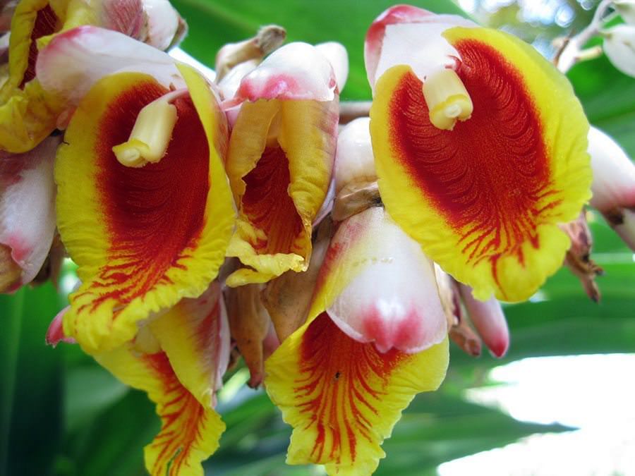 Cardamom Plant Flower Elettaria Cardamomum (Cardamom) Big Plant