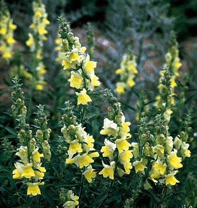 Lemon Sherbet Snapdragon 50 Seeds - Perennial | eBay
