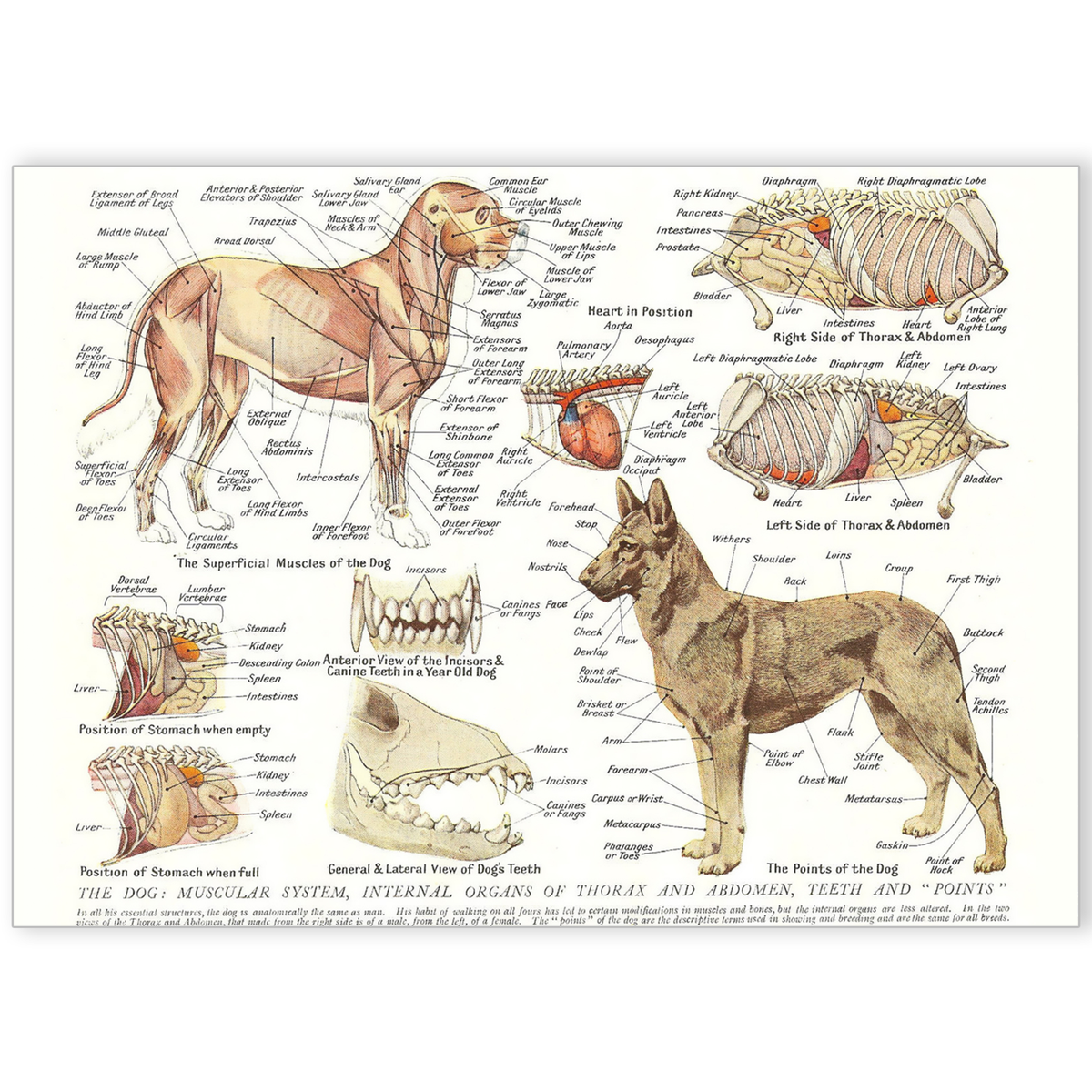 Dog Internal Anatomy 5,000+ Dog Anatomy Stock Photos, Pictures