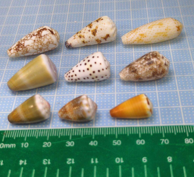 rare Hebrew cone & cone shell from japan Shells of Okinawa 274 0108 | eBay