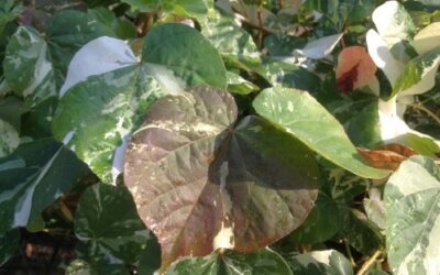 MAHOE Variegated Sea Hibiscus Tropical Tree Plant Color Leaf Yellow ...
