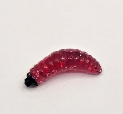 10 Pieces Maggot Fly Fishing Soft Bait for Bass/Trout/Salmon Fly RED | eBay