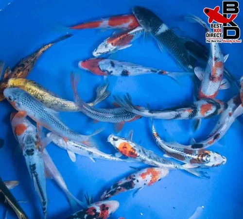 (6) 8" PREMIUM GRADE STANDARD FIN POND PACK Live Koi Fish Garden Pond ...
