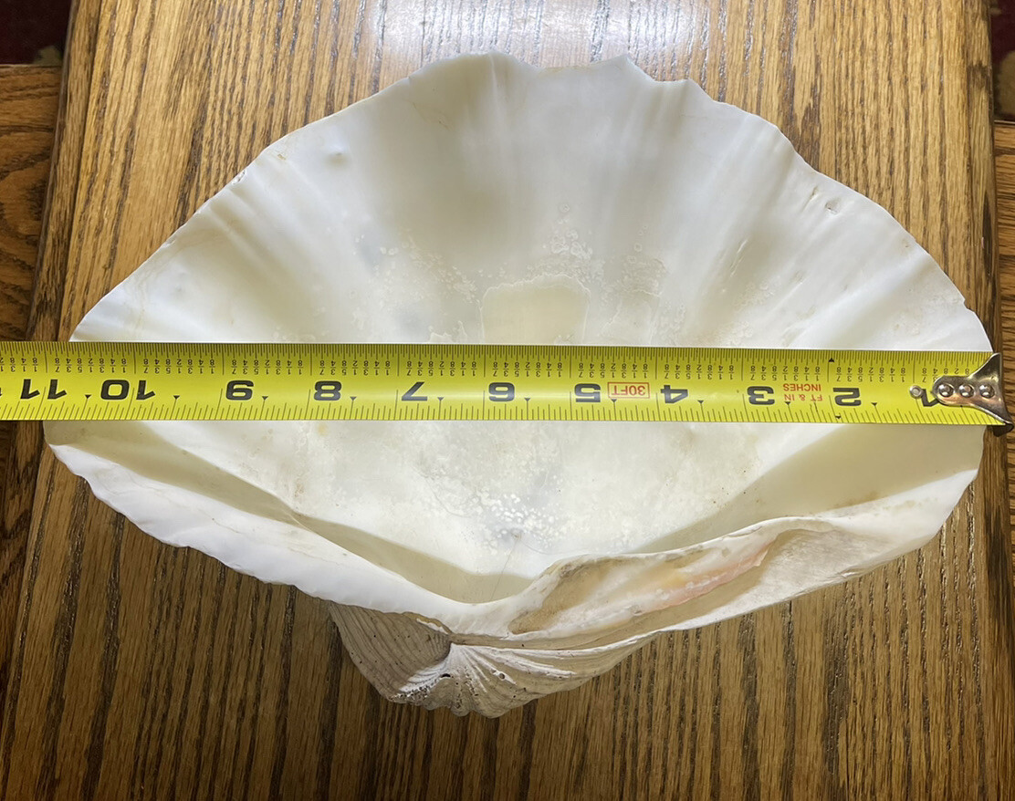 Authentic Natural Tridacna Gigas Giant Clam Shell Aquarium Fish Tank ...