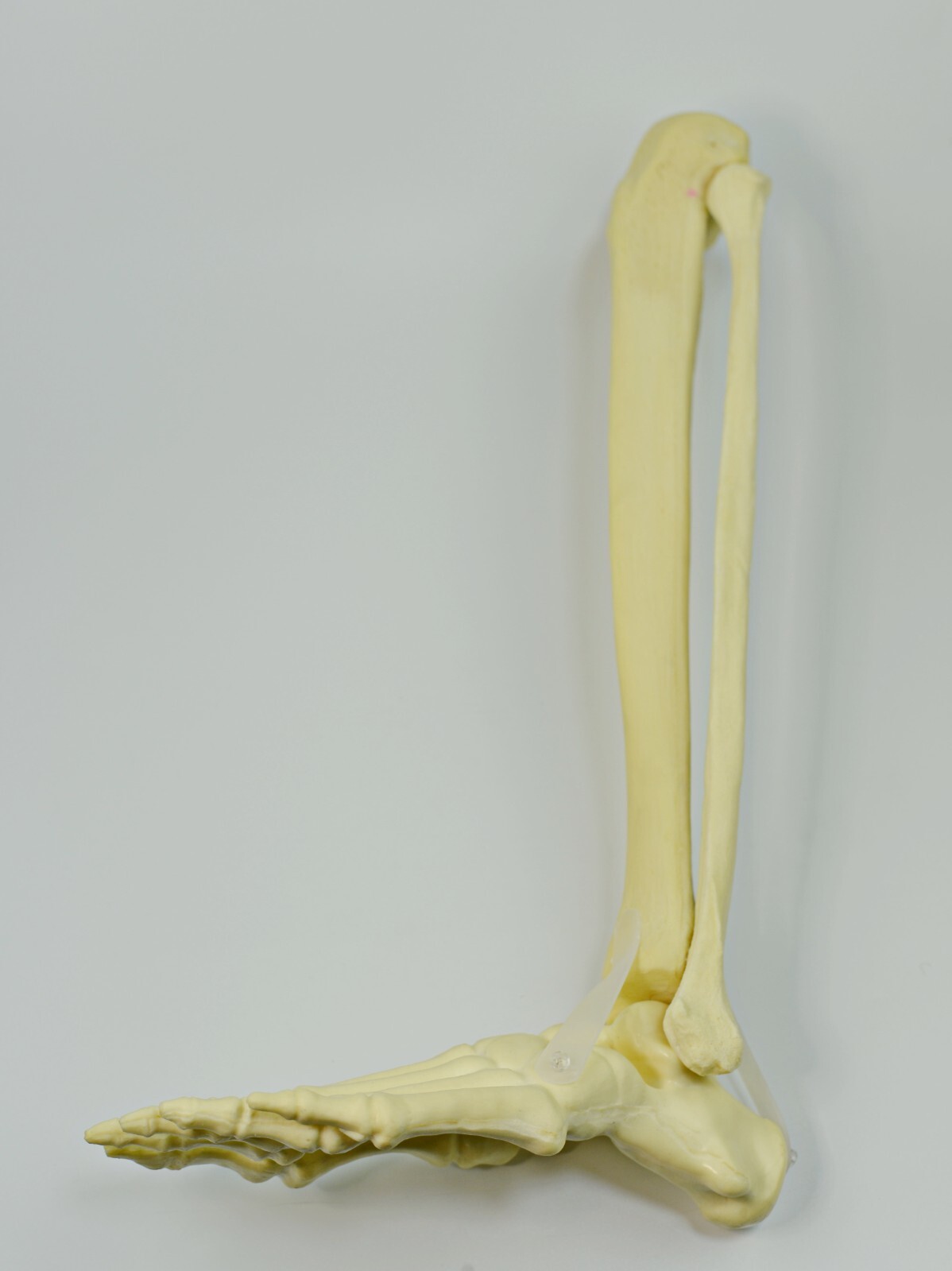 1:1 Femur and tibia Tibiofibula and foot bones model sawbone Foam ...