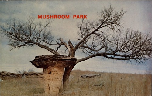Ellsworth Co Kansas Mushroom Park rock formation tree unused vintage ...