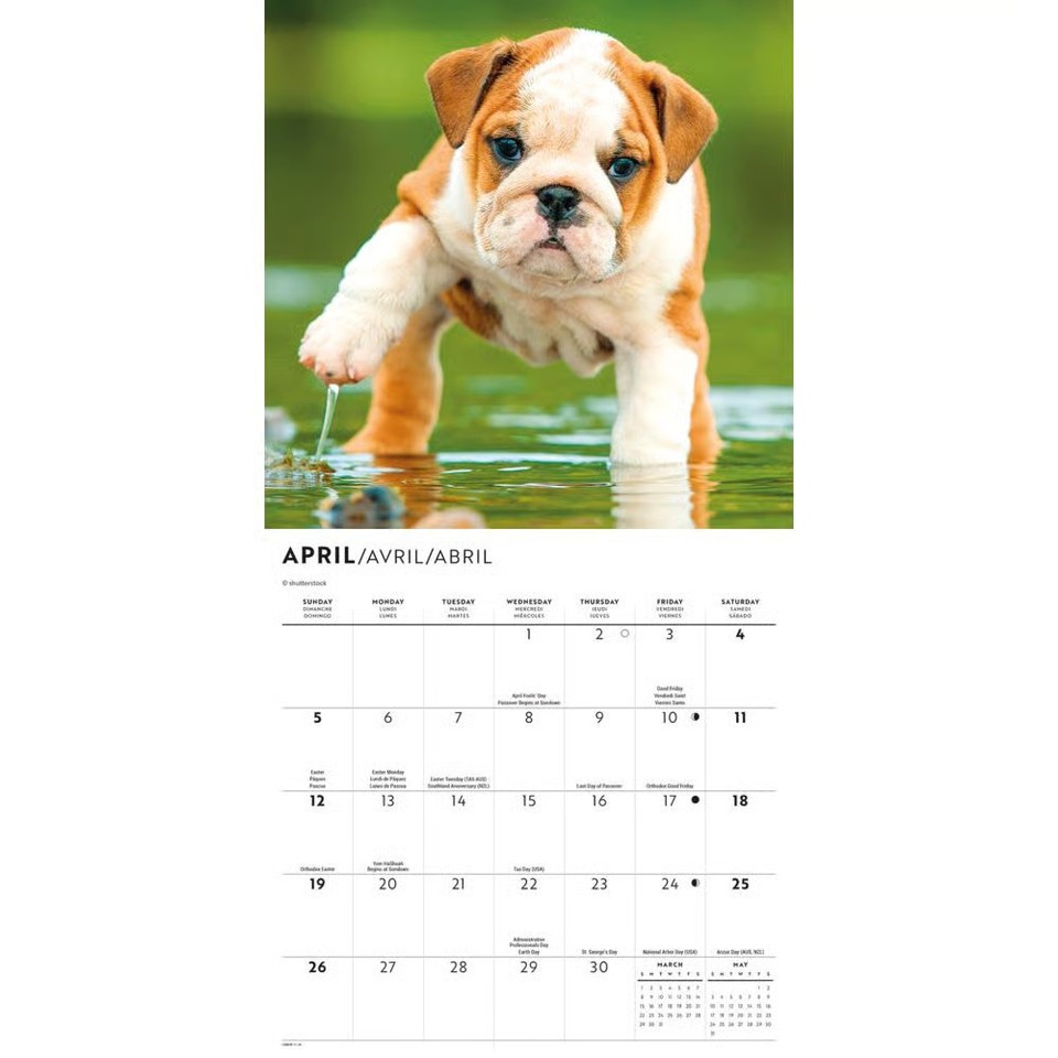 Carousel Calendars, Bulldog Puppies 2026 Mini Wall Calendar, 7'' X 7 ...