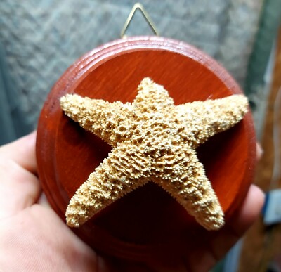 MUMMIFIED FREAK DEFORMED STAR FISH TAXIDERMY,ODDITY,OBSCURE,SIDESHOW ...